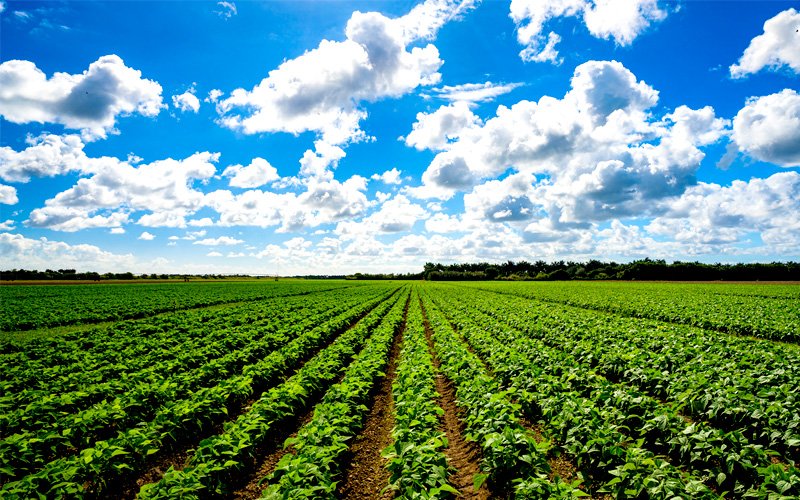 Agricultura Regenerativa: Qué es, Definición, Principios y Beneficios ...